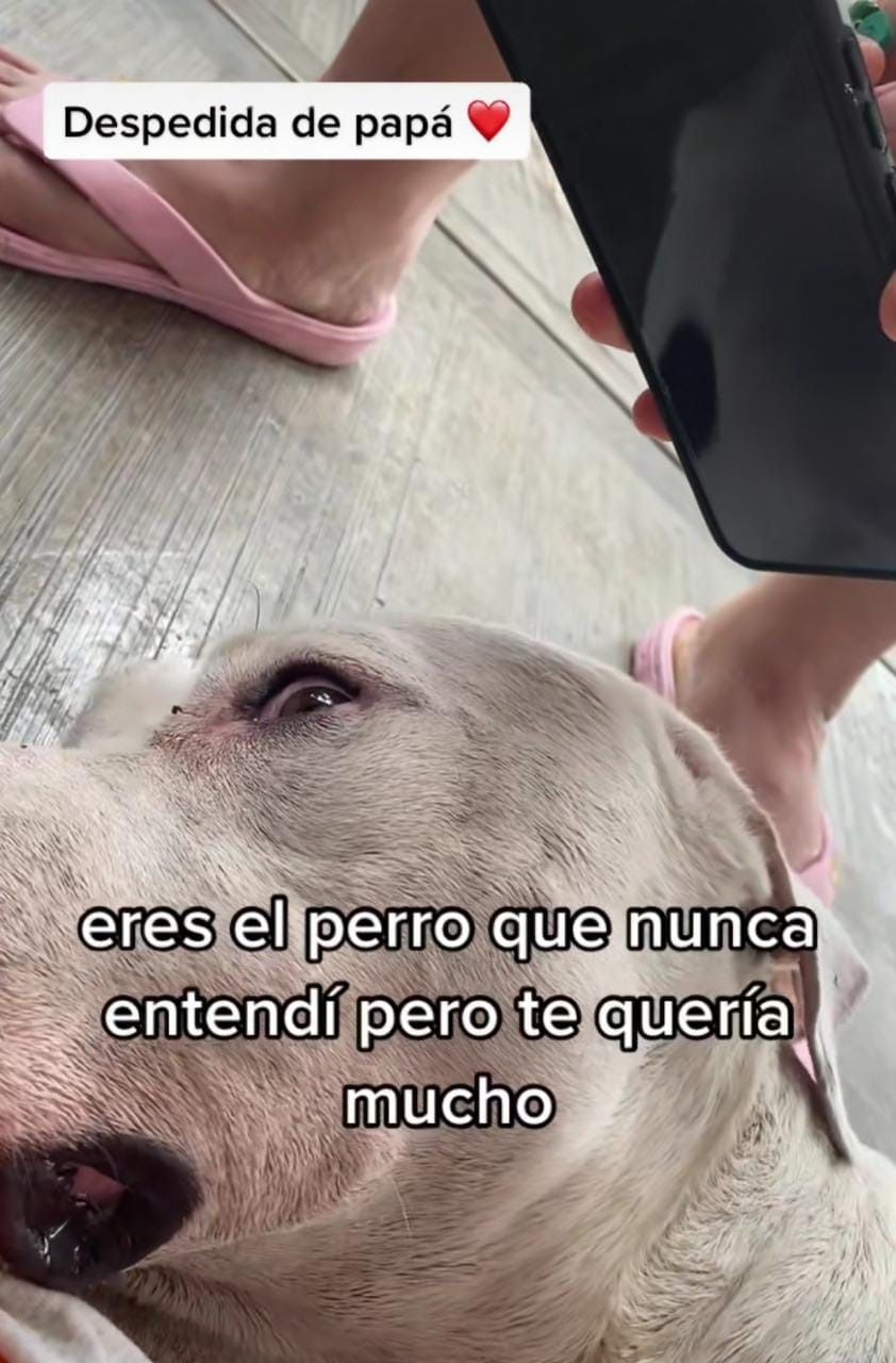 Dueño da último adiós a su perrito; video conmueve a redes