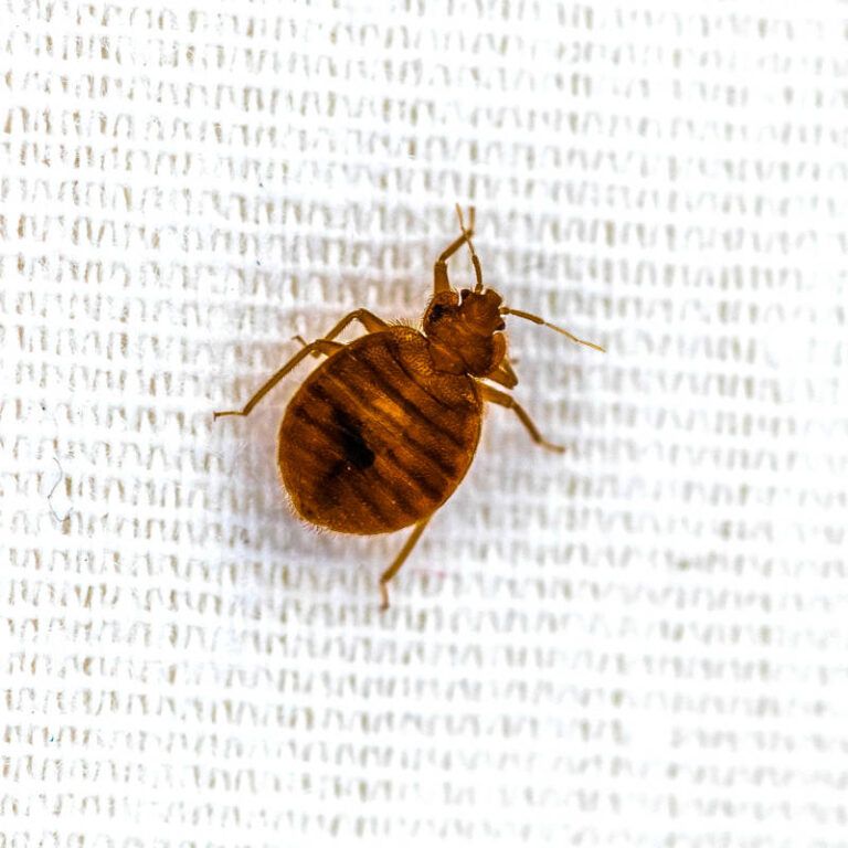 Enfermedad de Chagas. ¿Qué es y cuáles son sus síntomas?
