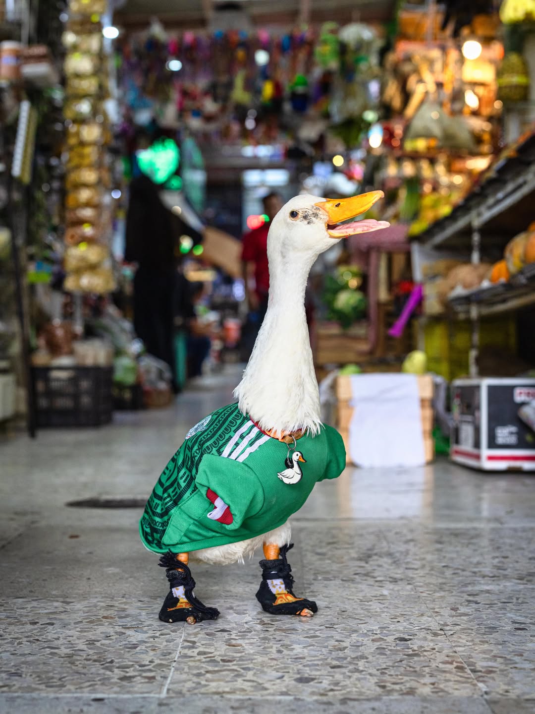 Merlín, el pato mundialista que está rompiendo las redes